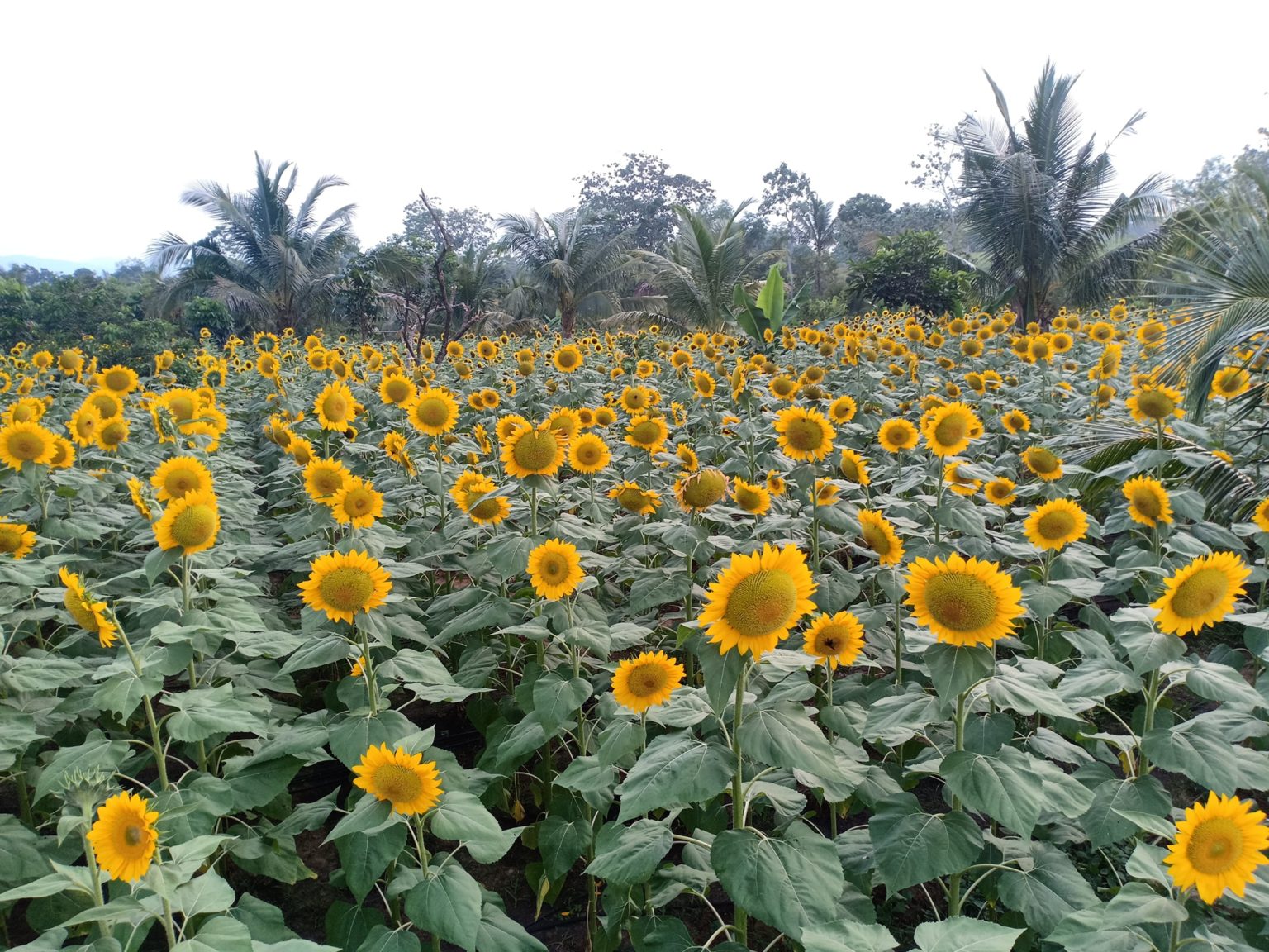 30-Peso Entrance at RJ Javier’s Tropical Farm in Bohol - VisMin.ph