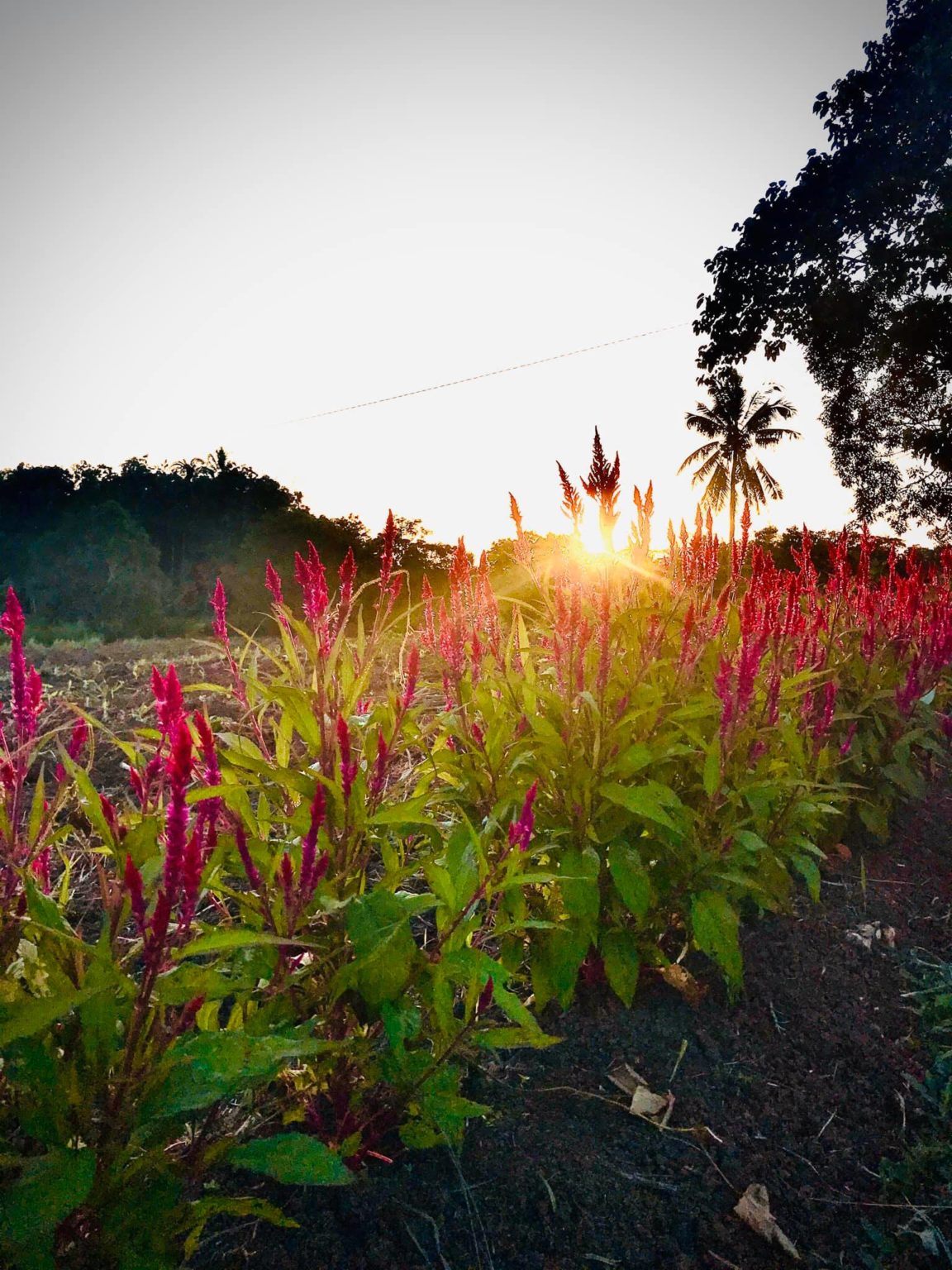 30-Peso Entrance at RJ Javier’s Tropical Farm in Bohol - VisMin.ph