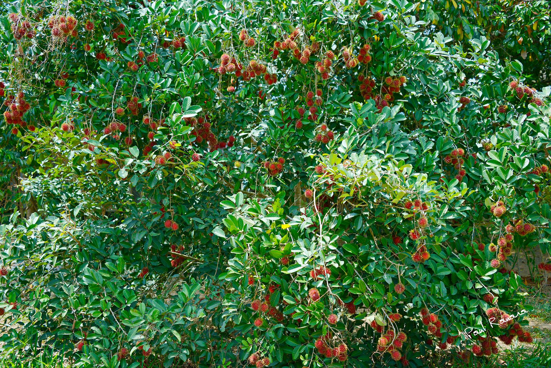 30-Peso Entrance at RJ Javier’s Tropical Farm in Bohol - VisMin.ph