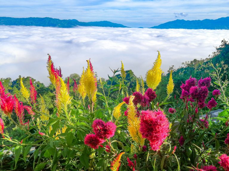 Calamba Farm Sea of Clouds: Heaven-like destination in Davao de Oro ...