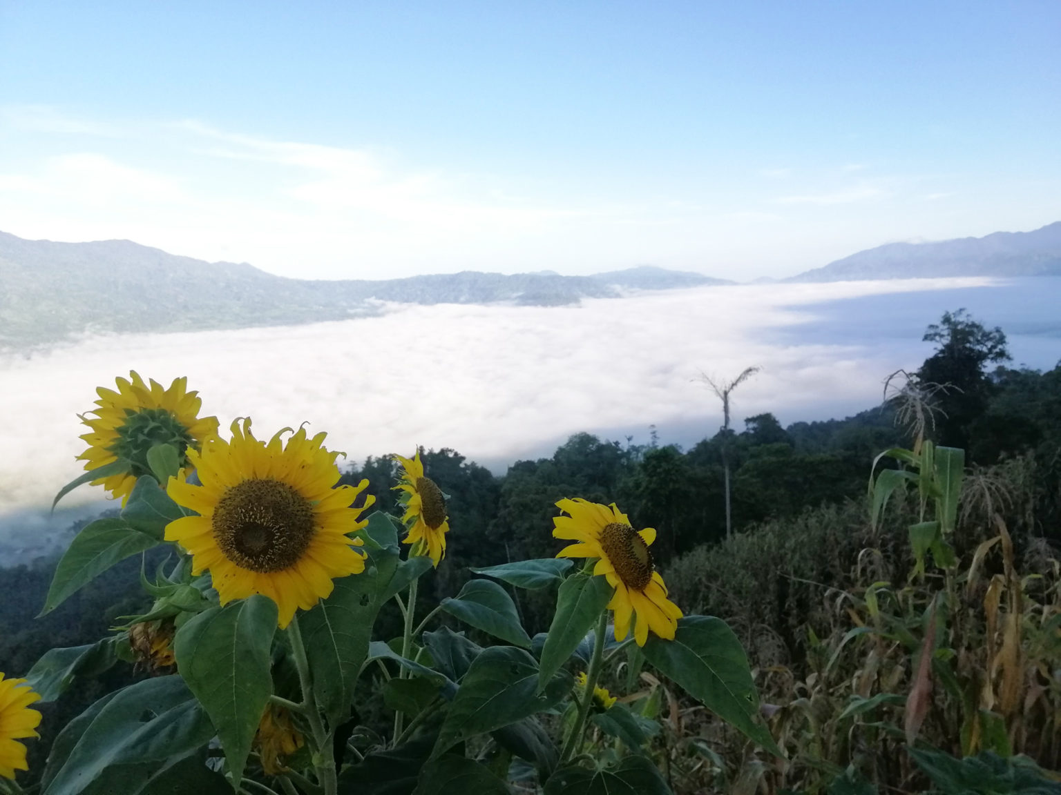 Calamba Farm Sea of Clouds: Heaven-like destination in Davao de Oro ...