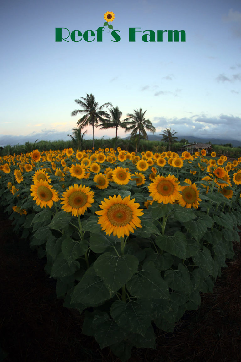 Reef’s Farm: A Laidback Escape in Tanjay City - VisMin.ph