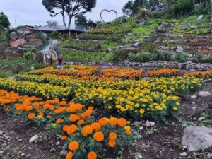 Matutum Blooms Café and Flower Farm: Relaxing Nature Haven in Tupi ...