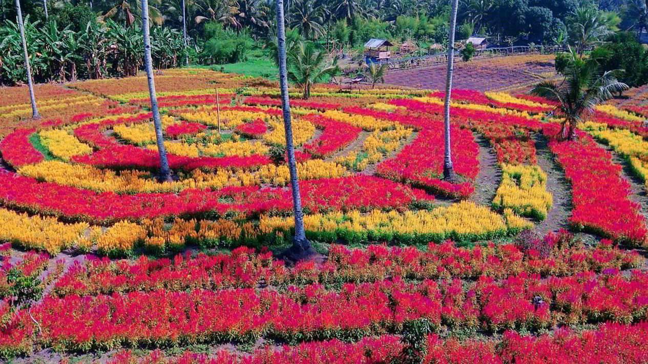 Celosia Flower Farm: Mesmerizing Flower Garden in South Cotabato ...