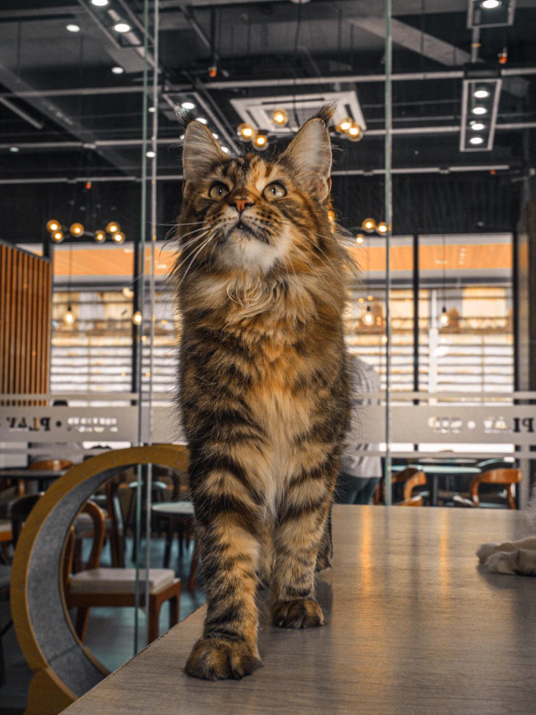 This new Café in Cebu is for cats and cat lovers alike - VisMin.ph