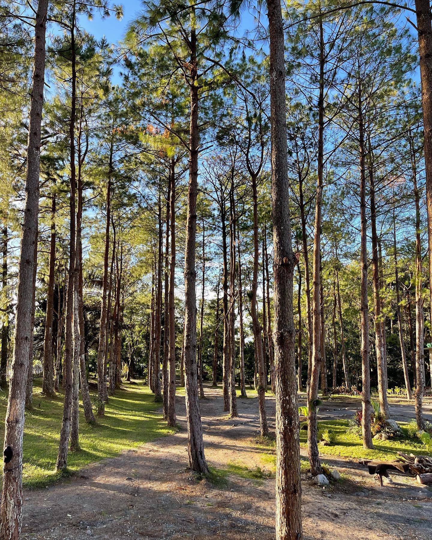 Experience Little Baguio Feels at Almadria Highlands in Bacolod - VisMin.ph