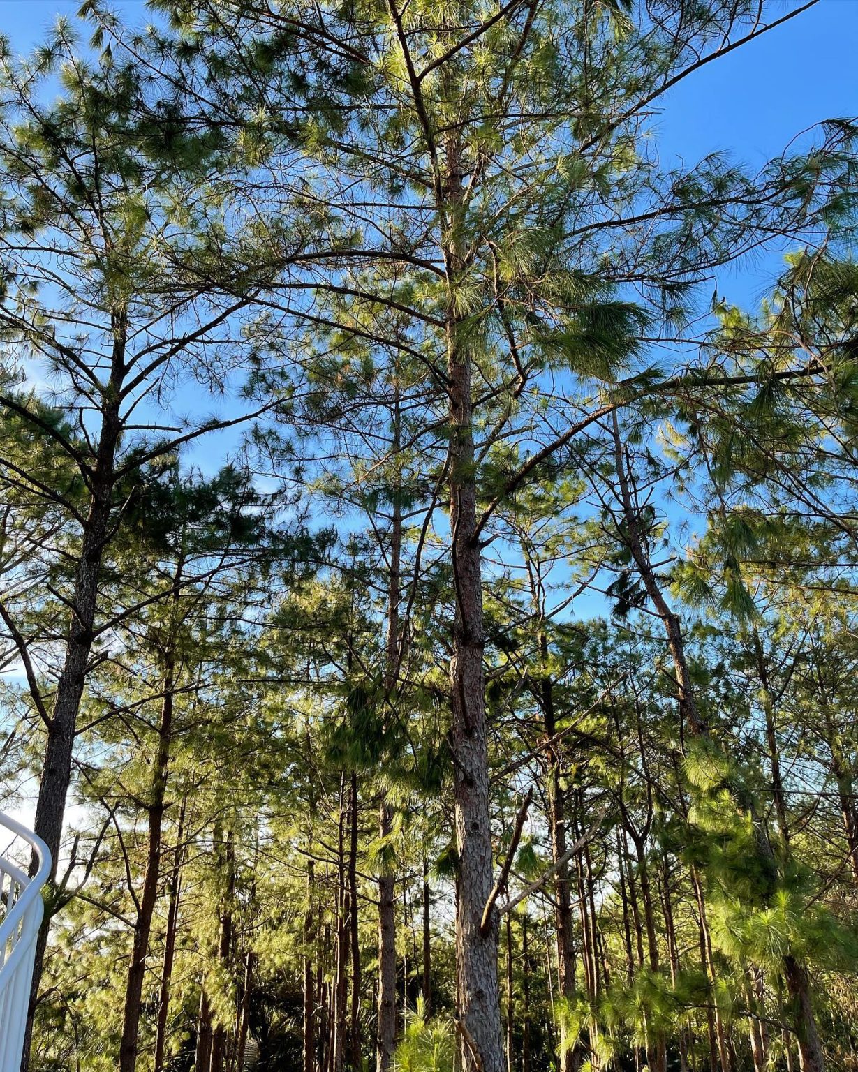 Experience Little Baguio Feels at Almadria Highlands in Bacolod - VisMin.ph