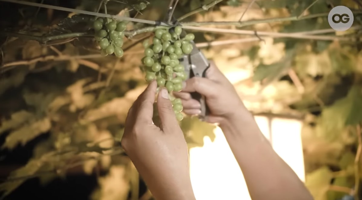 This seafarer from Leyte is now a successful grape farmer with a restaurant