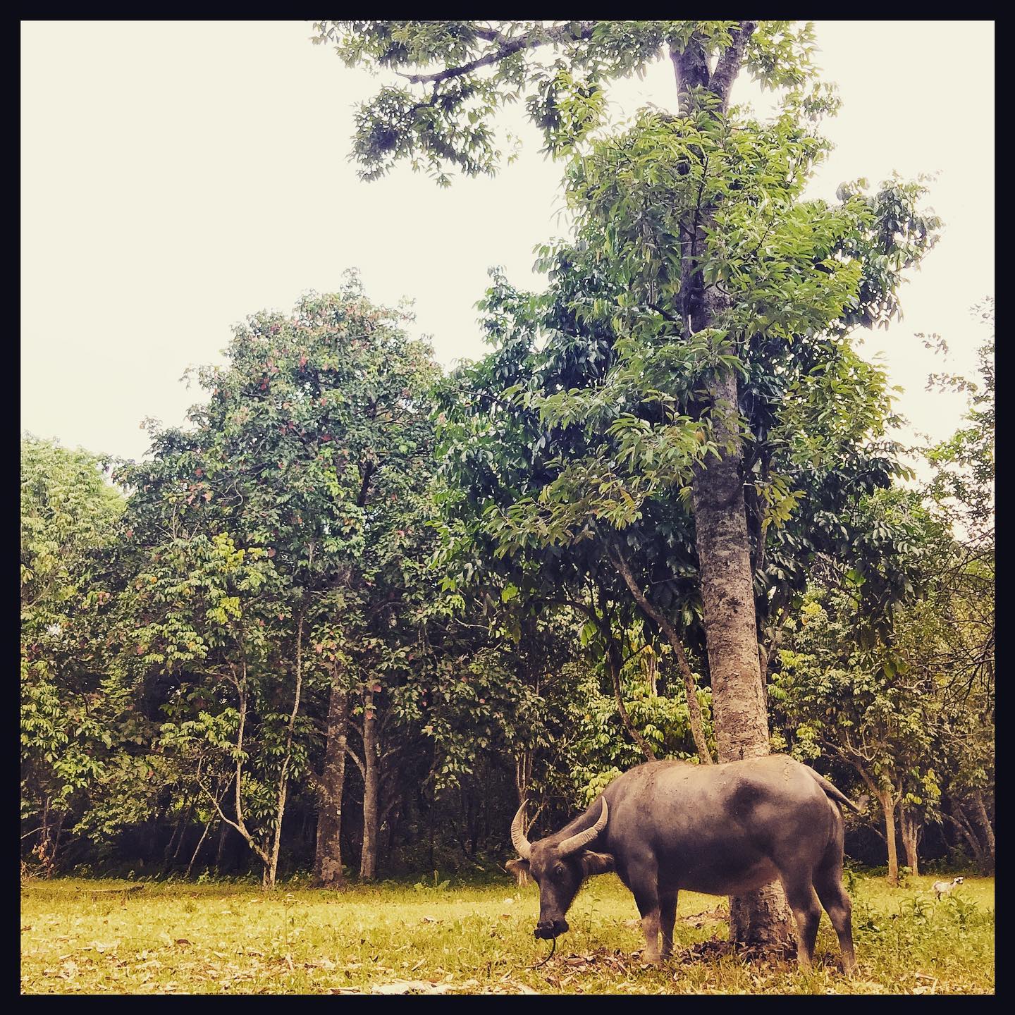 Connect with nature at Davao City’s Gap Farming Resort