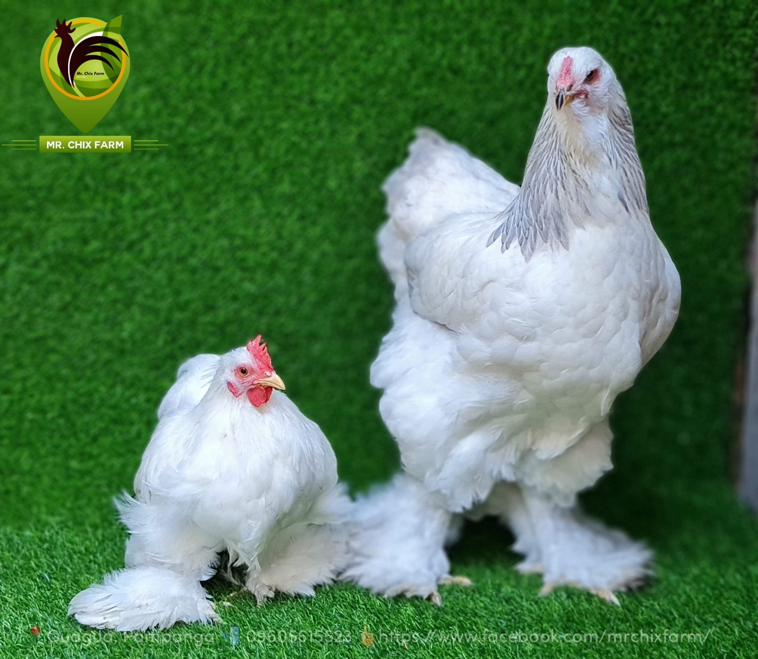 This engineering graduate became a millionaire with his chicken ...