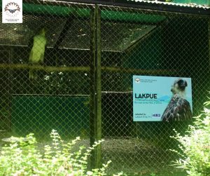 2023 Guide: Philippine Eagle Center, Home of the Haribon in Davao