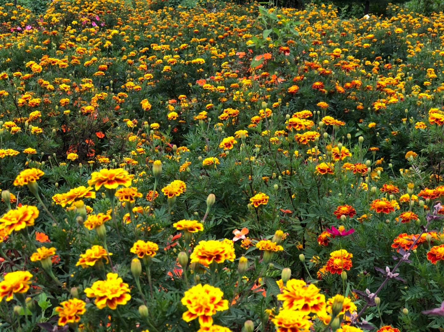 A Landscape Worth Traveling For: The Claveria View Deck at Misamis ...