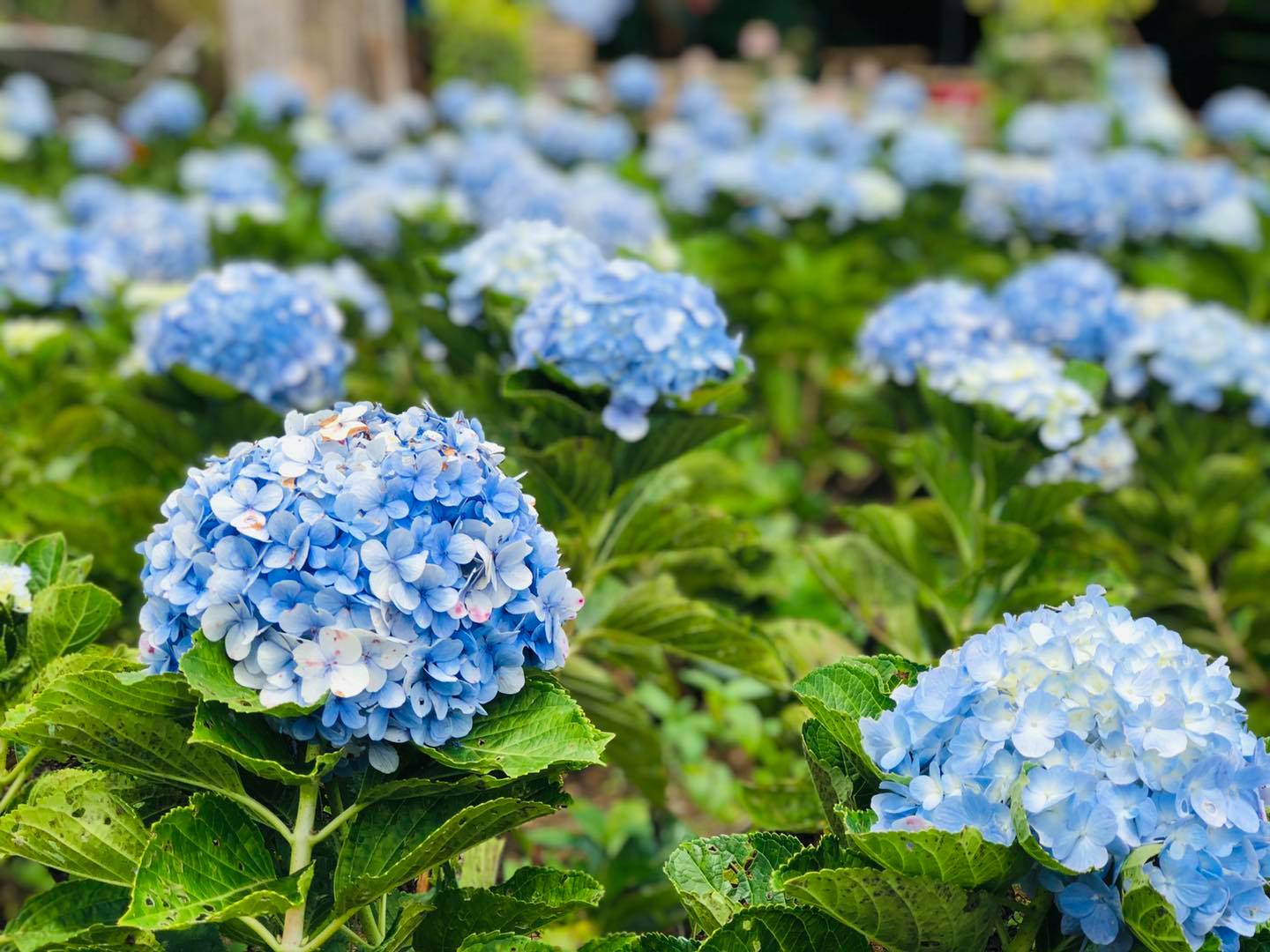A Landscape Worth Traveling For: The Claveria View Deck at Misamis ...