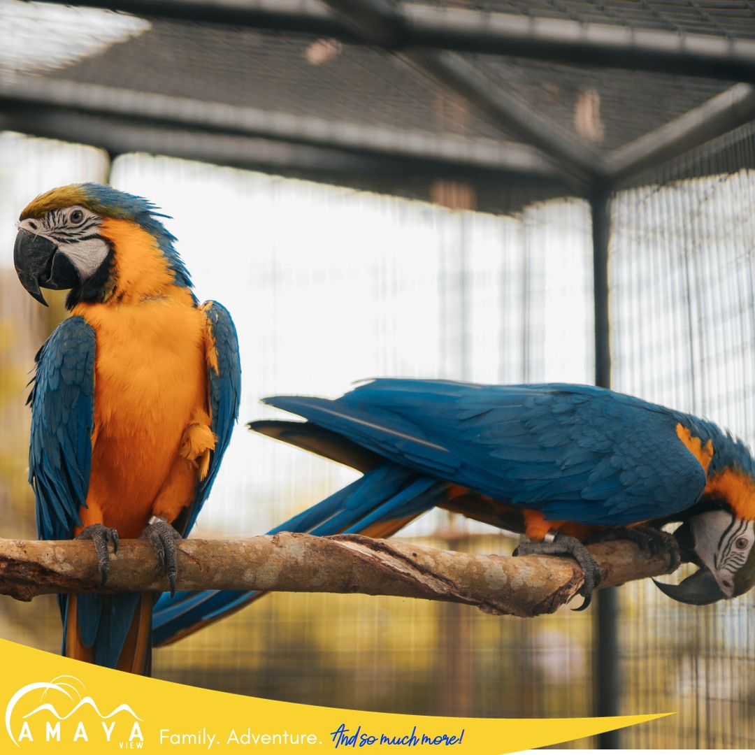 Indulge in Fun Hilltop Escapades with Amaya View at Cagayan de Oro