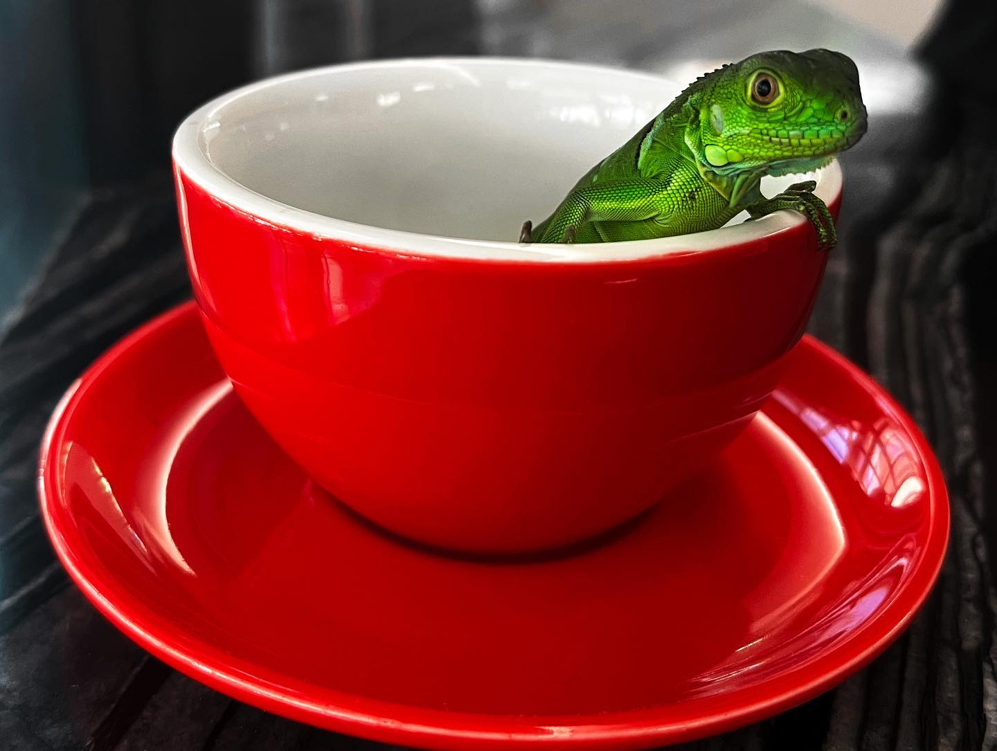 From Cats to Double-Deckers: 5 Unique Cebu Cafes You Must Try - VisMin.ph