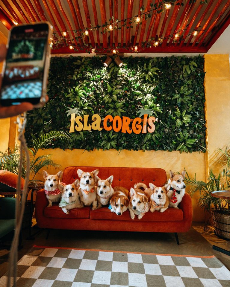 Play With Corgis This Summer At The Philippines’s First Corgi Cafe - VisMin.ph