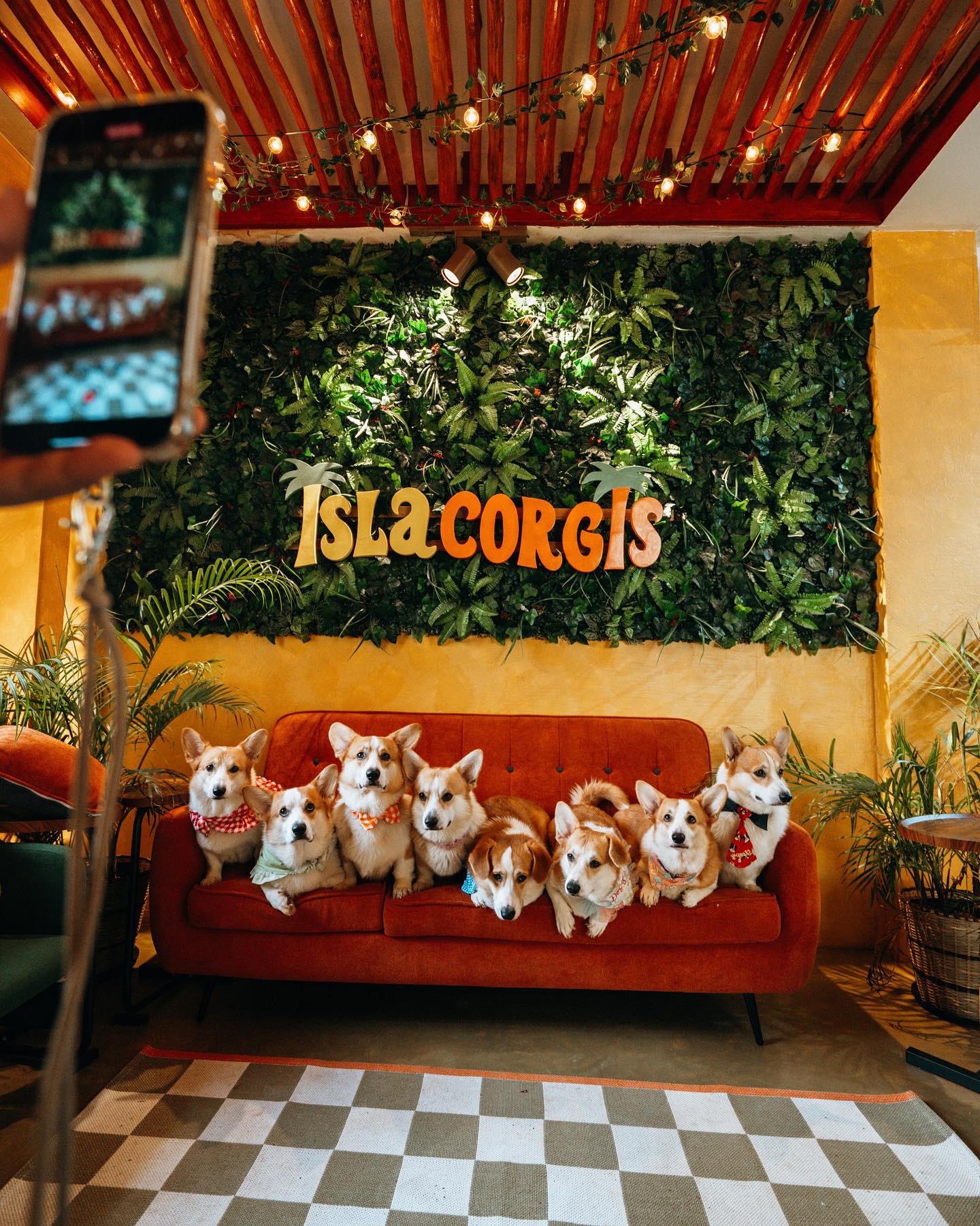 Play With Corgis This Summer At The Philippines's First Corgi Cafe