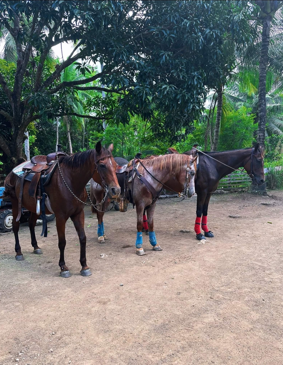 Get Ready To Giddy Yap! At This Horse-Riding Club In Tuburan - VisMin.ph