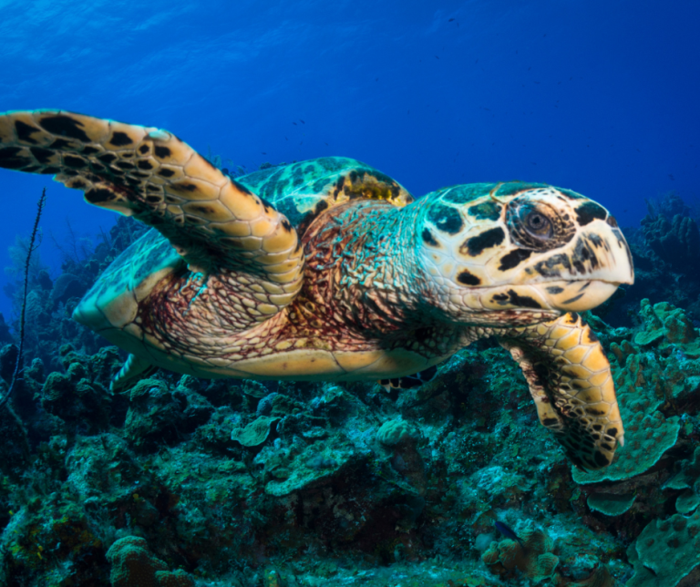LOOK: These Two Turtle Species Can Be Found In Moalboal, Cebu!