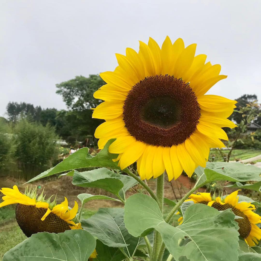 #Davao: Fresh Produce & Fun Adventure Awaits You at Bemwa Farm - VisMin.ph