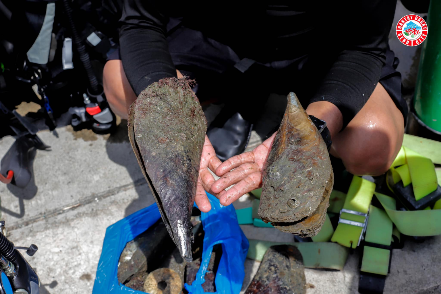 What the Shell! Endangered Noble Pen Shells Spotted in Cebu Waters ...