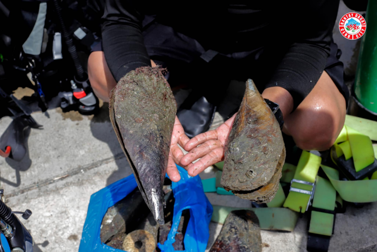 What the Shell! Endangered Noble Pen Shells Spotted in Cebu Waters ...