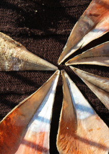 What the Shell! Endangered Noble Pen Shells Spotted in Cebu Waters ...