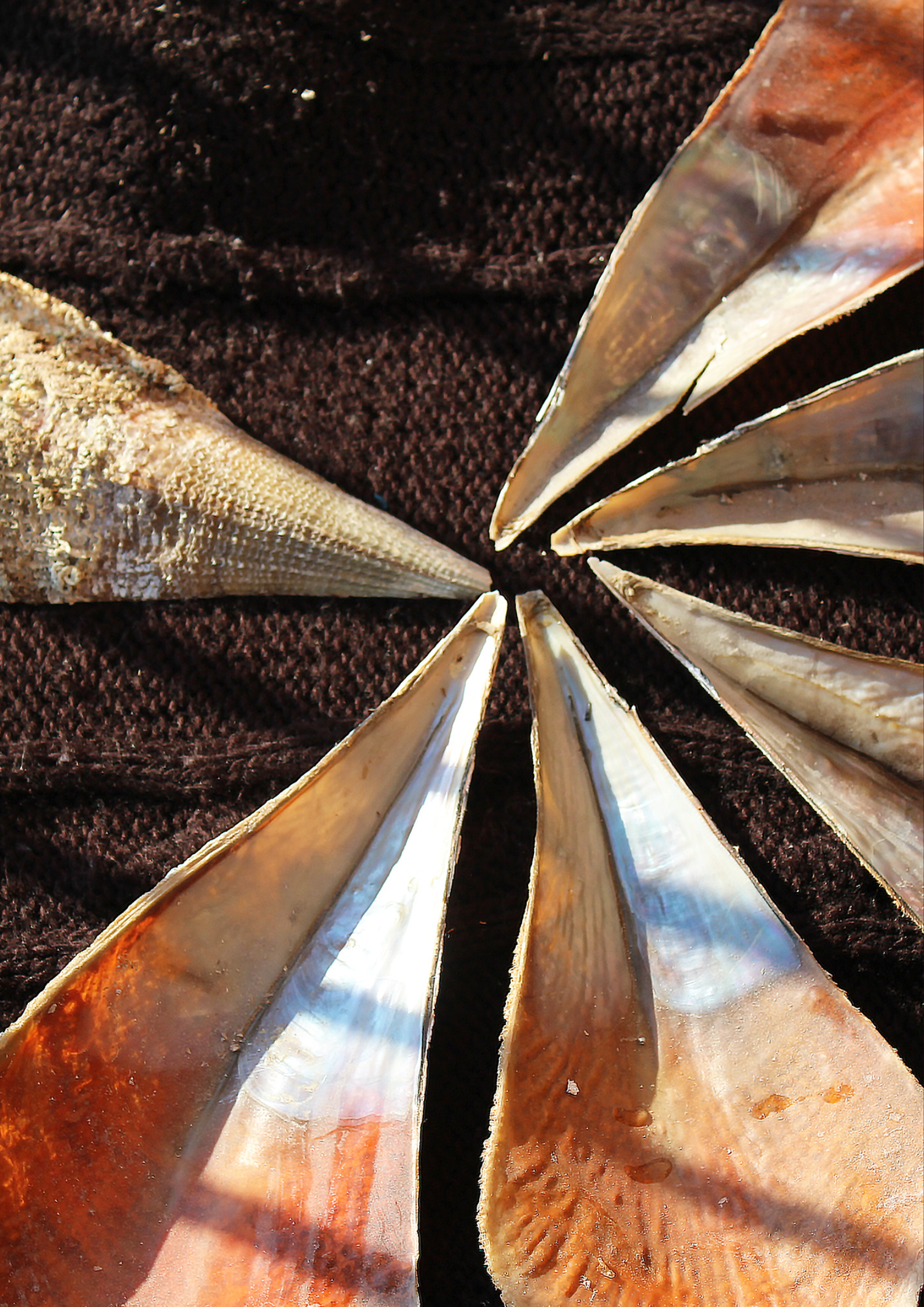 What the Shell! Endangered Noble Pen Shells Spotted in Cebu Waters