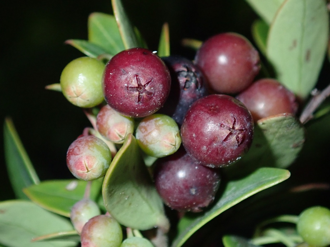 Meet Vaccinium Fallax: The Philippines’ Newest and Rarest Blueberry in ...