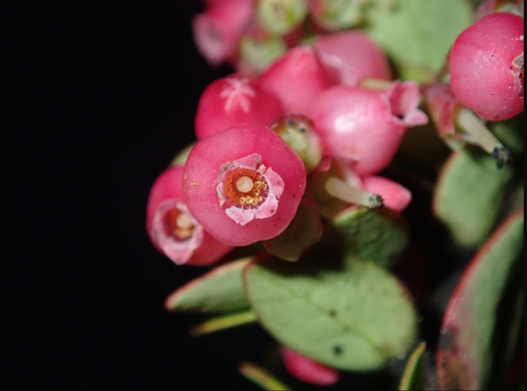 Meet Vaccinium Fallax: The Philippines’ Newest and Rarest Blueberry in ...