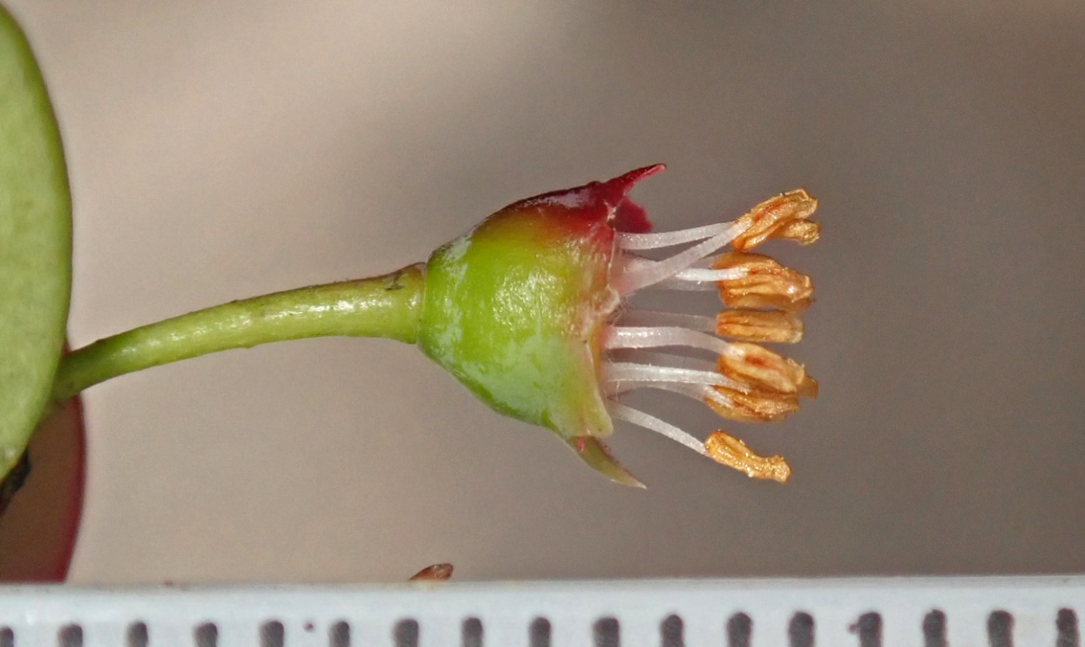 Meet Vaccinium Fallax: The Philippines’ Newest and Rarest Blueberry in ...