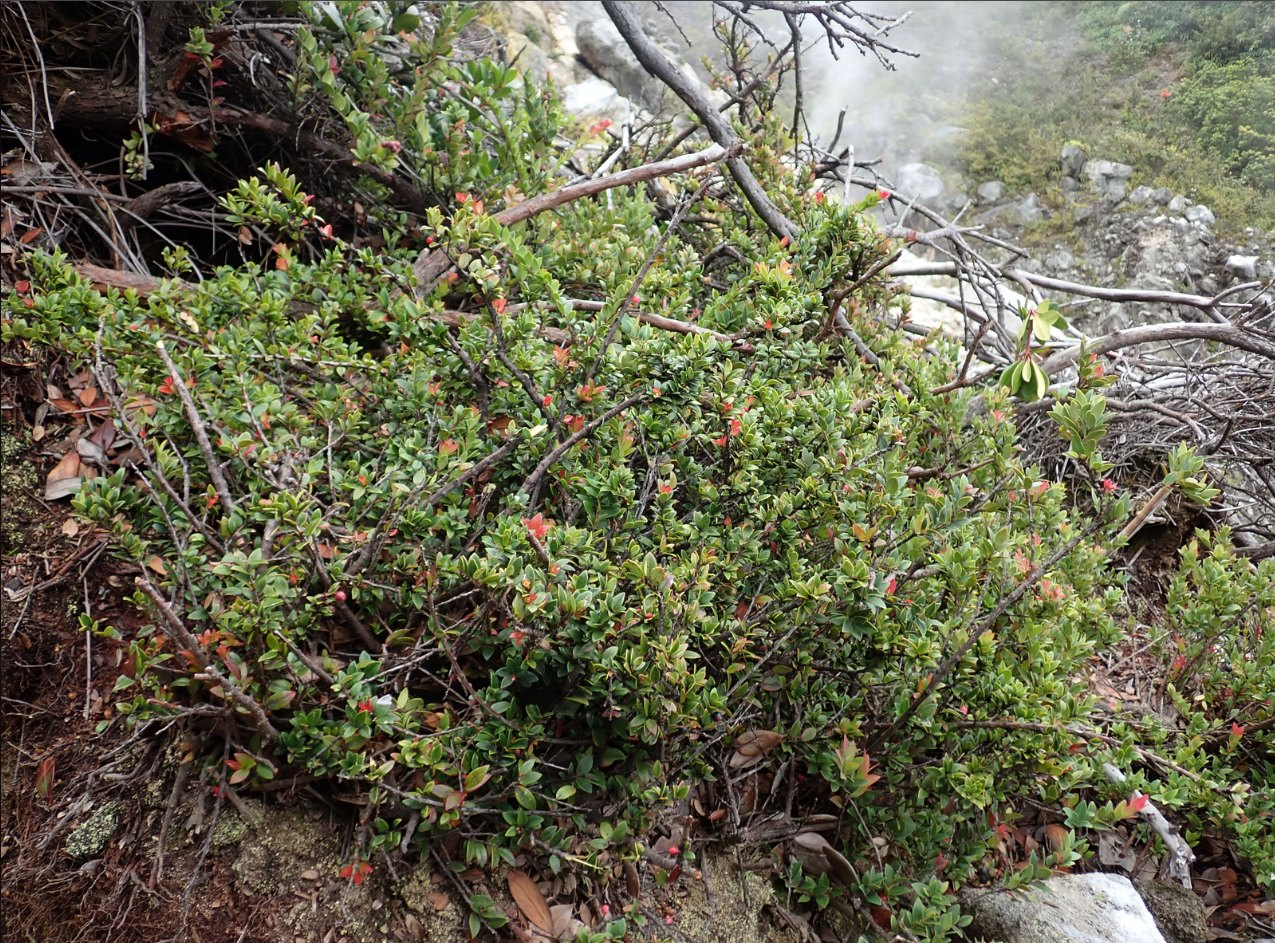 Meet Vaccinium Fallax: The Philippines’ Newest and Rarest Blueberry in ...