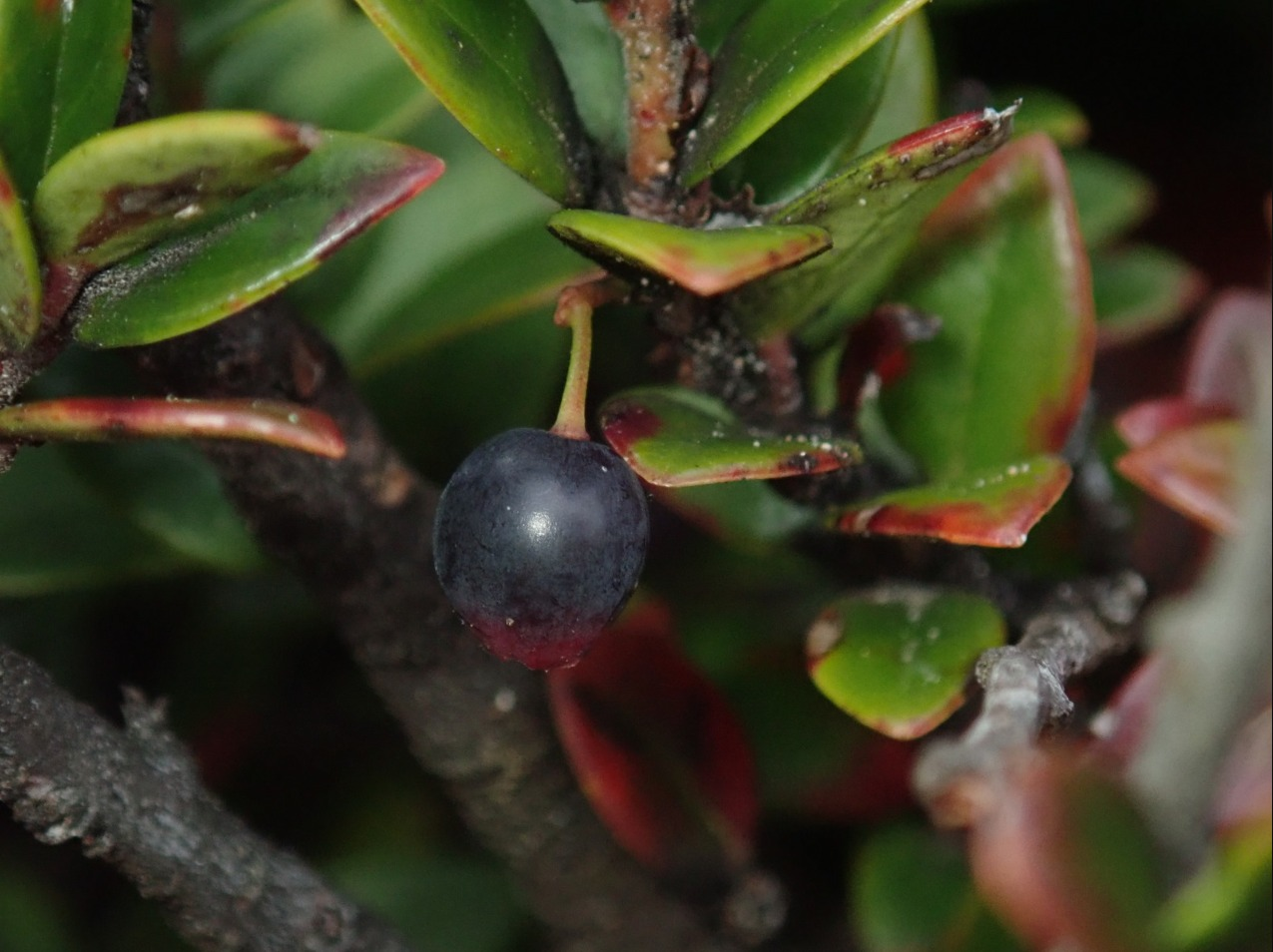 Meet Vaccinium Fallax: The Philippines’ Newest and Rarest Blueberry in ...