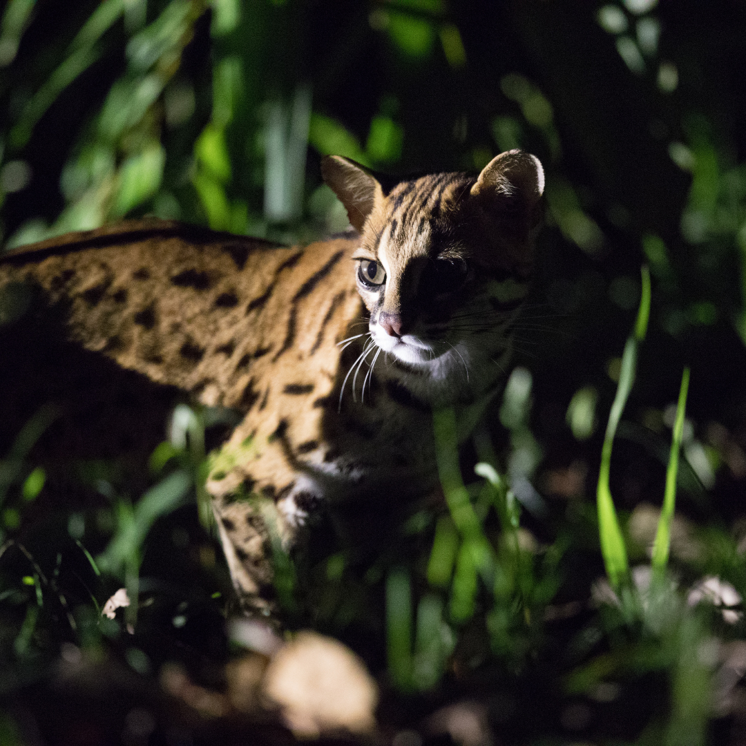 Goodbye Heroes; Hello to the Animals On Our New PH Polymer Banknotes ...