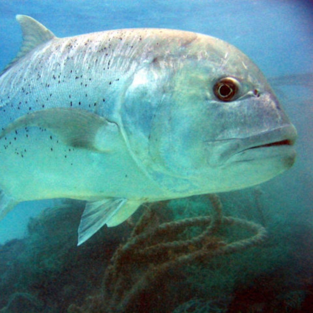 Goodbye Heroes; Hello to the Animals On Our New PH Polymer Banknotes ...