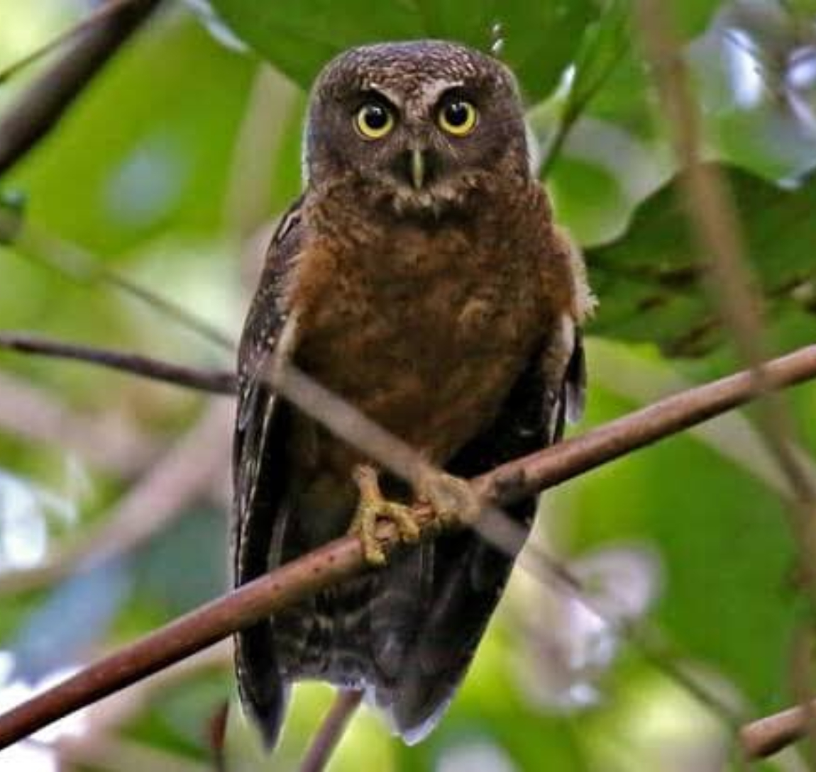 #CCPL: The Preservation of Cebu’s Biodiversity and Natural Resources ...