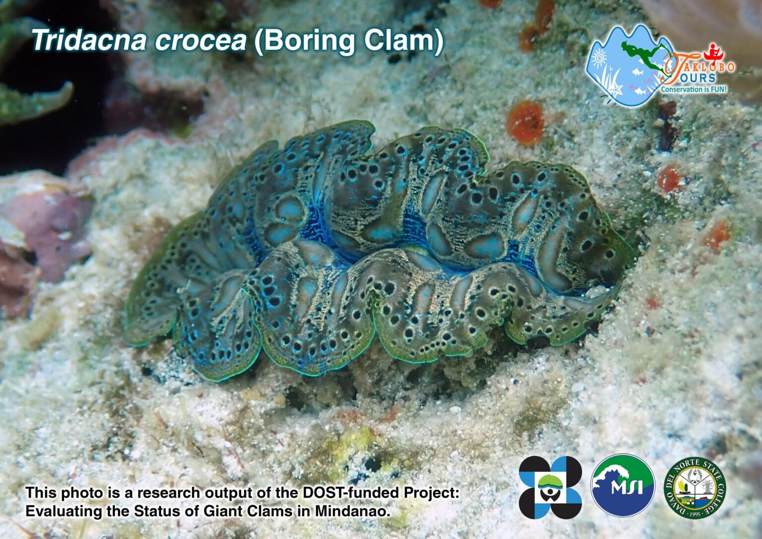 The Giant Clams of Samal Island – Yes, Dagko Kaayo! - VisMin.ph