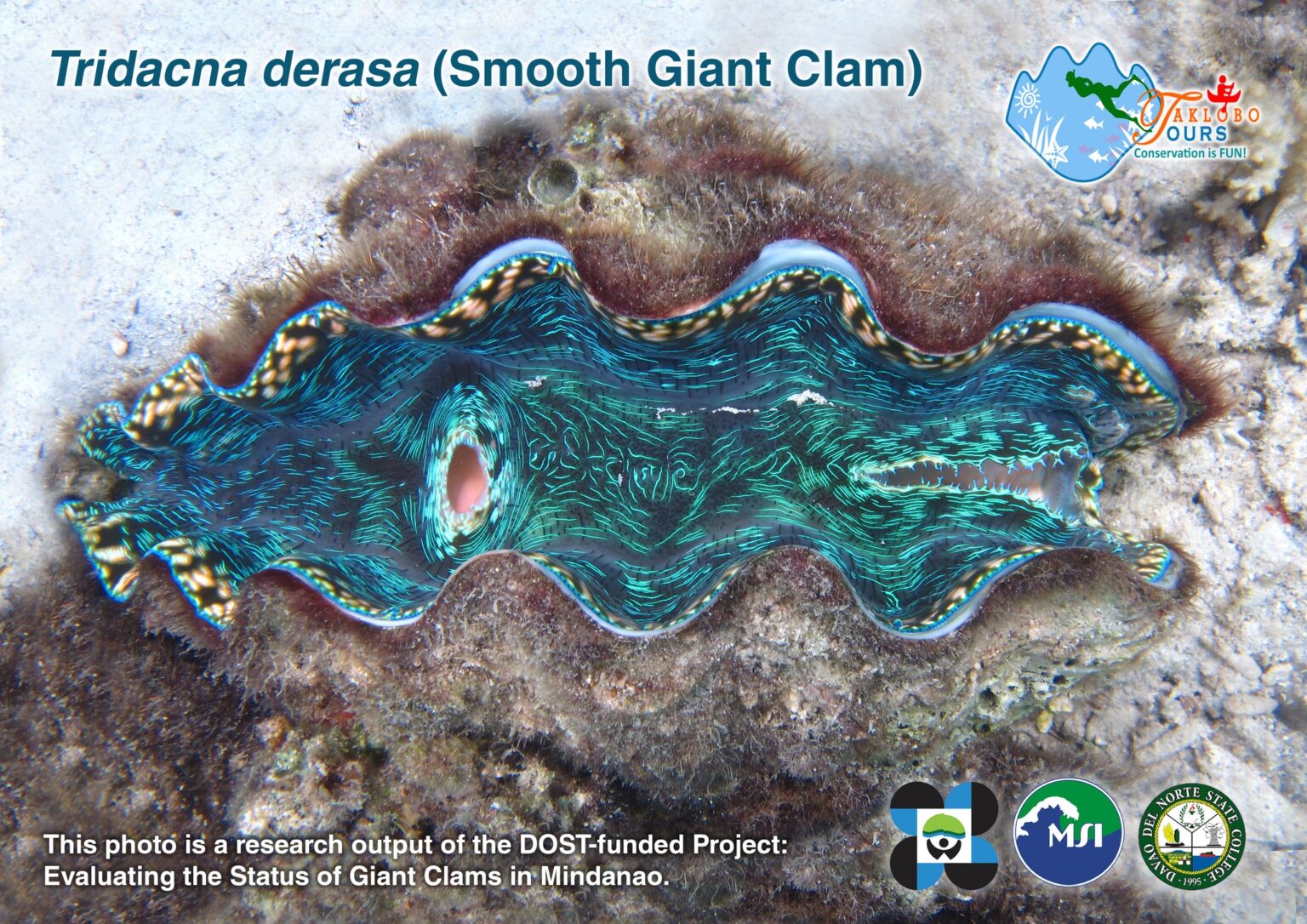 The Giant Clams of Samal Island – Yes, Dagko Kaayo! - VisMin.ph
