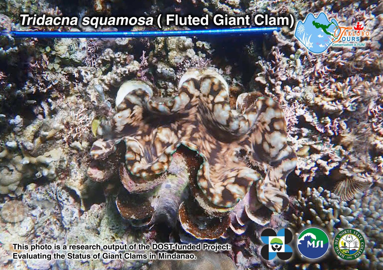 The Giant Clams of Samal Island – Yes, Dagko Kaayo! - VisMin.ph