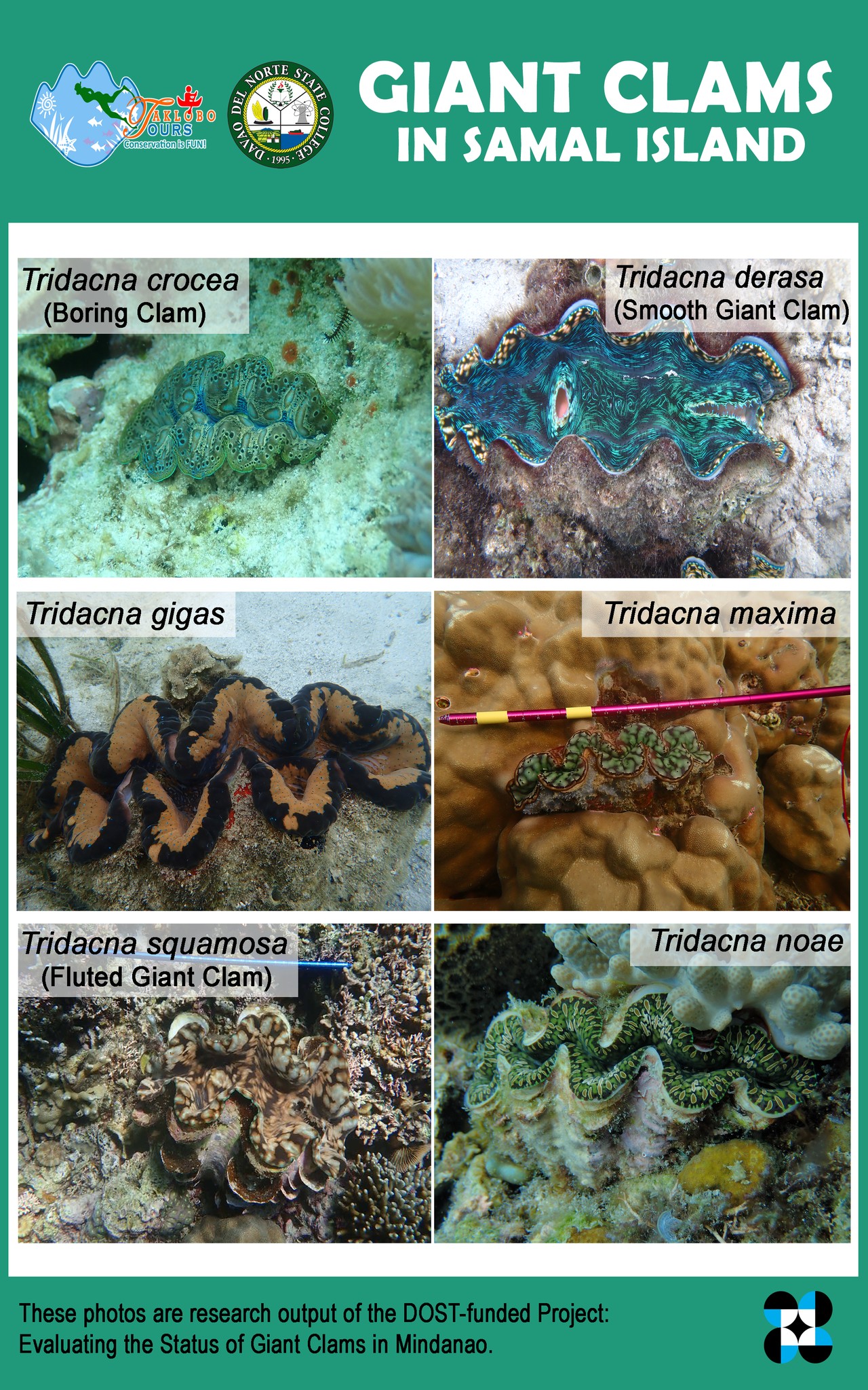 The Giant Clams of Samal Island – Yes, Dagko Kaayo! - VisMin.ph